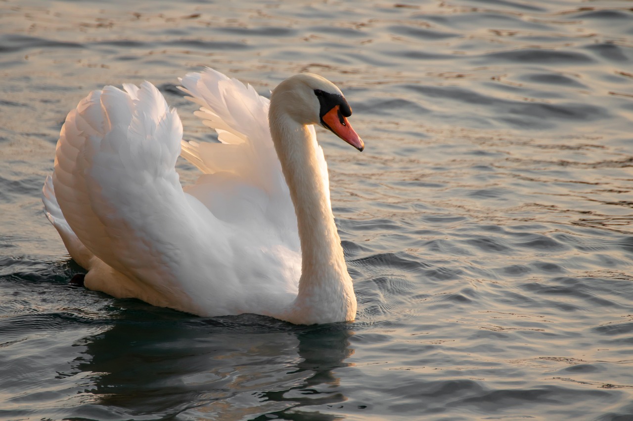 10,000+ Free Swan & Bird Images - Pixabay