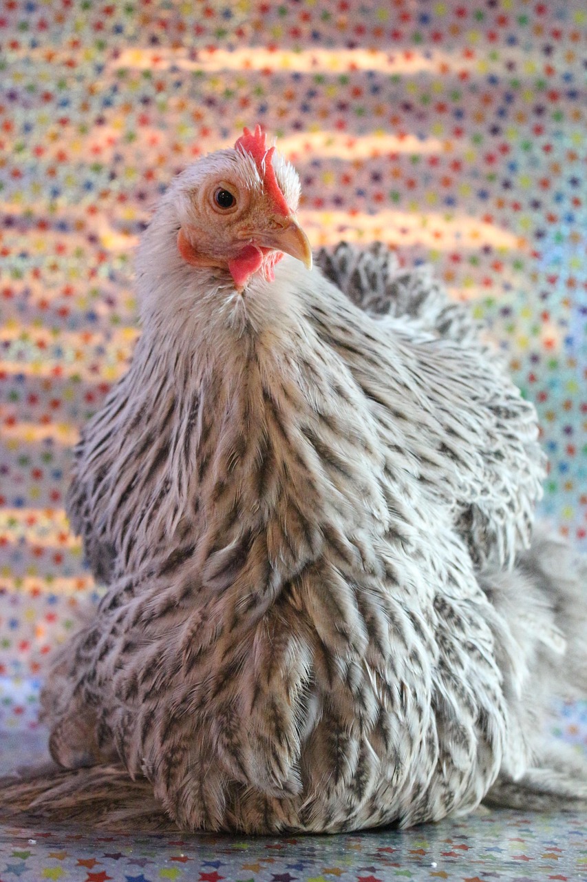 Chicken Hen Poultry - Free photo on Pixabay - Pixabay