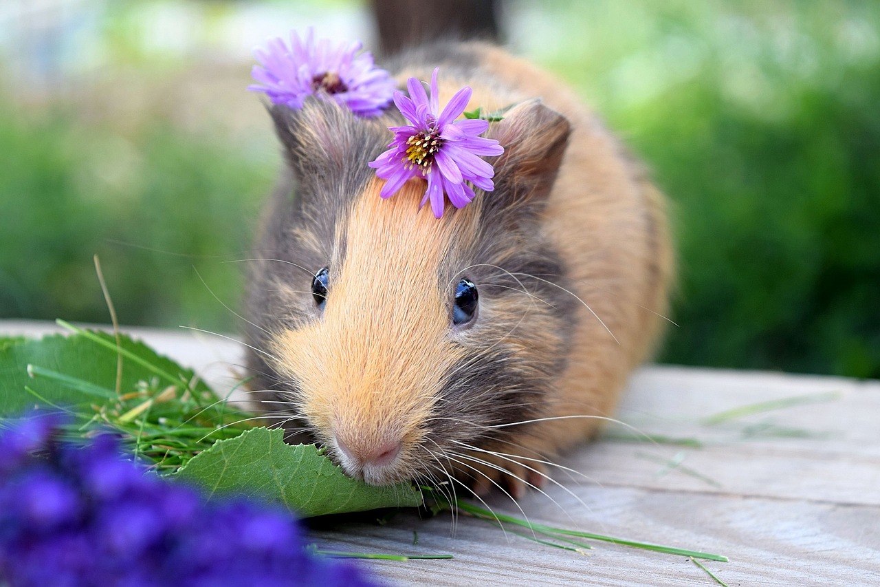 Tengerimalac Házi Kedvenc Állat - Ingyenes fotó a Pixabay-en - Pixabay