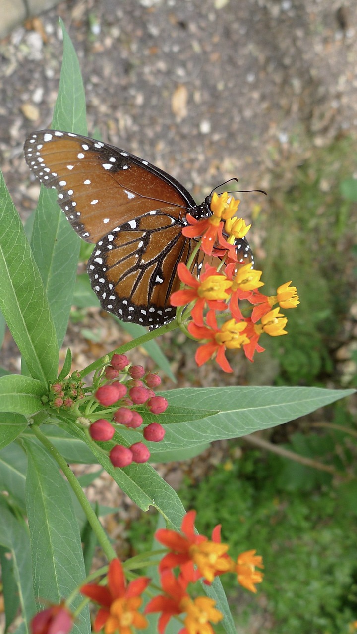 Mariposa Flores Naturaleza - Foto gratis en Pixabay - Pixabay