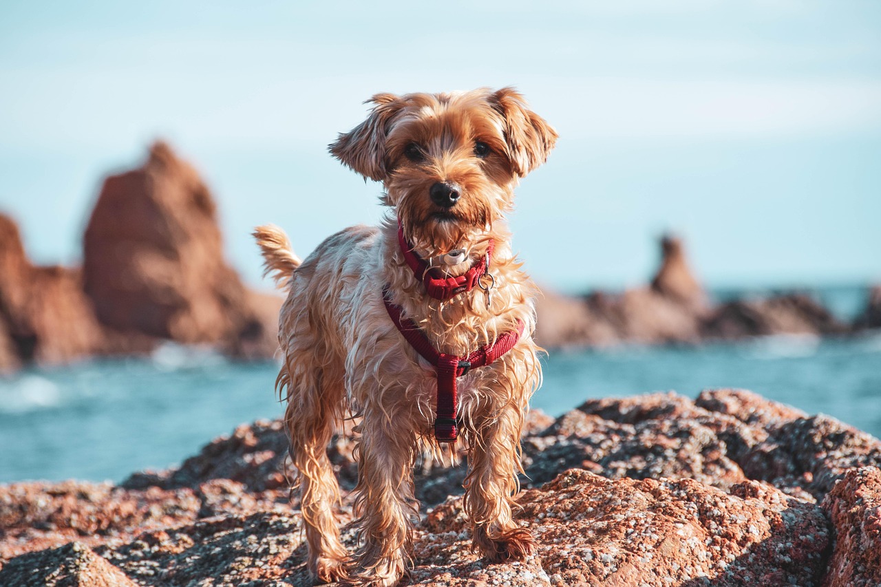 Anjing Yorkie Anak - Foto gratis di Pixabay - Pixabay
