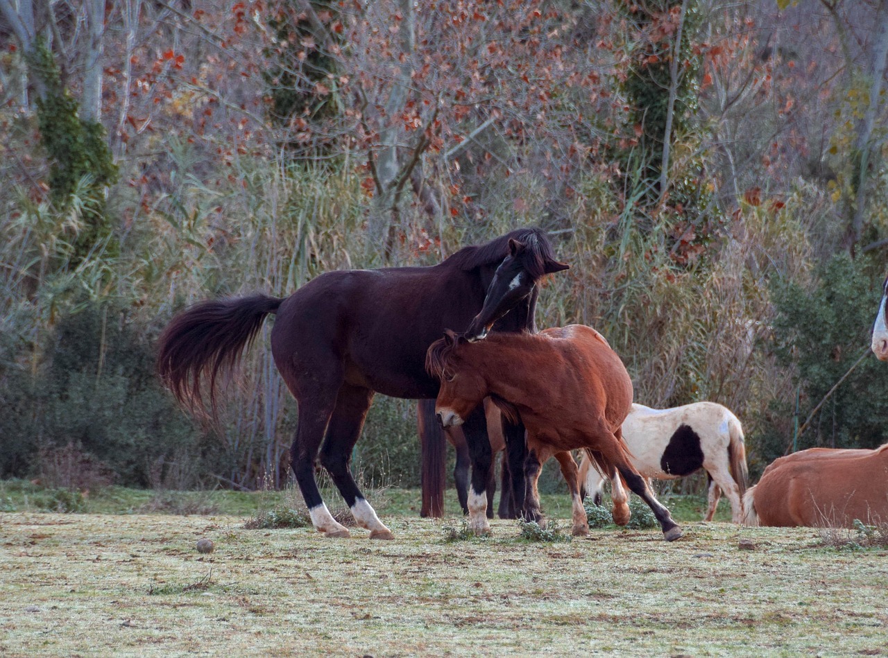 Horse Playing Wild - Free photo on Pixabay