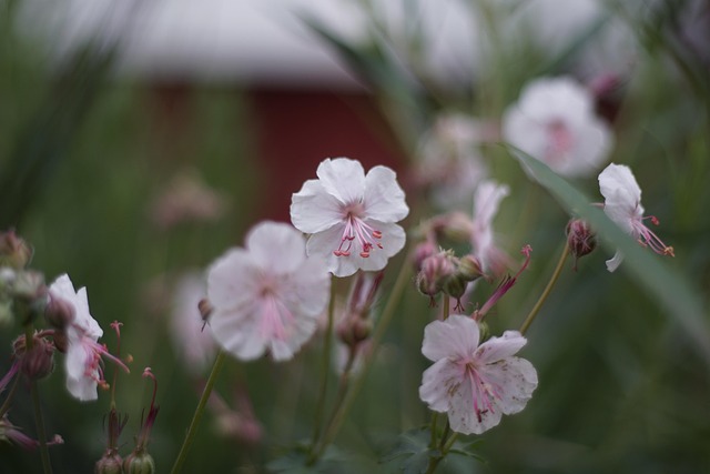 Arbuste Jardin Buisson - Photo gratuite sur Pixabay - Pixabay