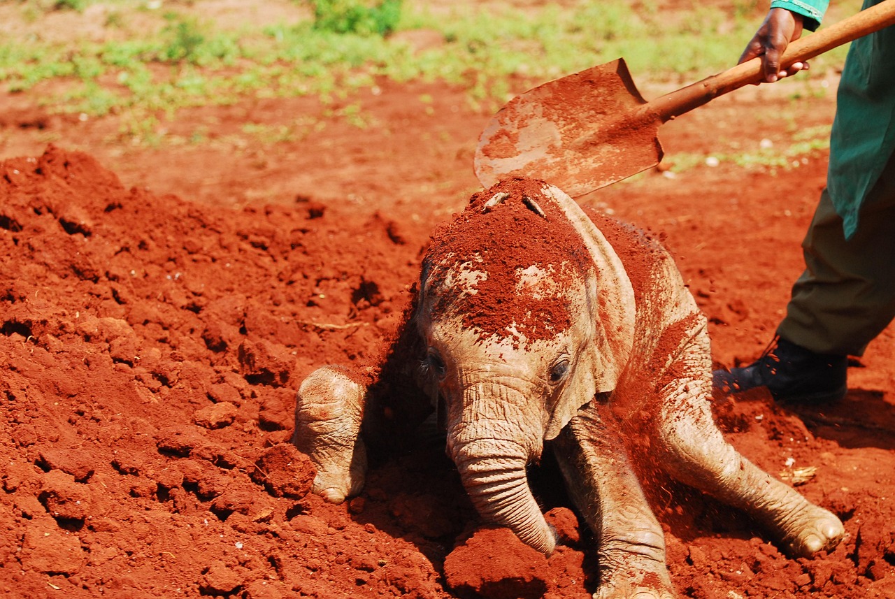 100+ Free Orphan & Ngo Images - Pixabay