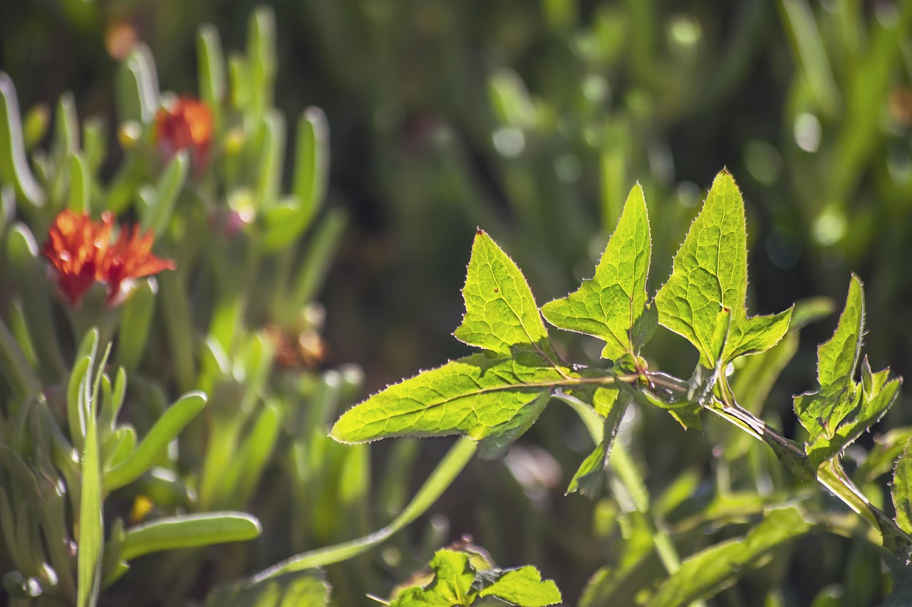 Lantai Lampu Latar Herba - Foto gratis di Pixabay - Pixabay