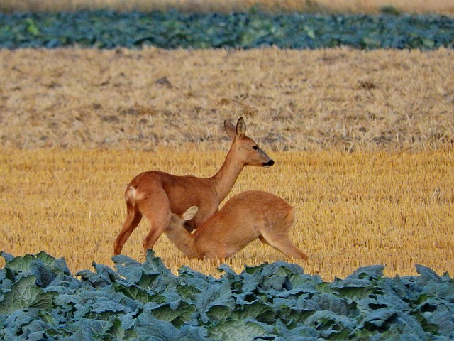 Roe Deer Suckle Young Animal - Free photo on Pixabay