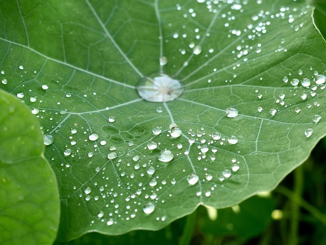Löv Droppar Vattendroppe Stora - Gratis foto på Pixabay - Pixabay