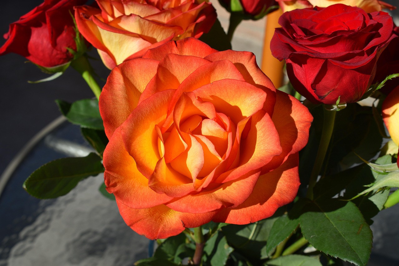 Rose Flowers Petal Yellow - Free photo on Pixabay - Pixabay