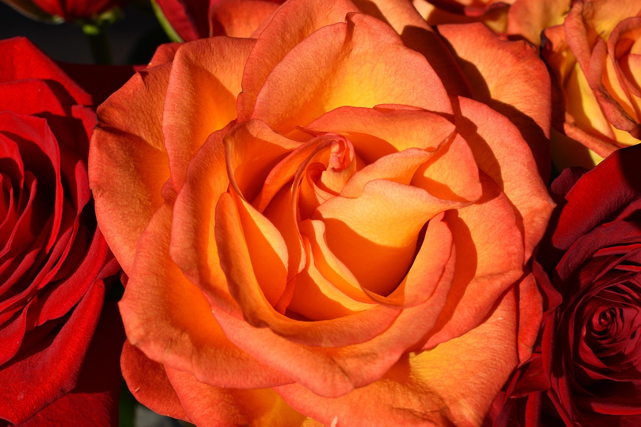 Rose Flowers Petal Yellow - Free photo on Pixabay - Pixabay