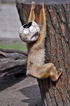 3+ Free Monkey Football & Funny Monkey Images - Pixabay