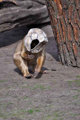 3+ Free Monkey Football & Funny Monkey Images - Pixabay