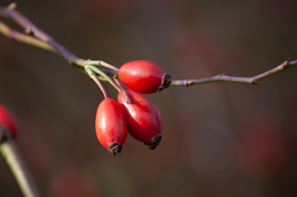 Rosa Mosqueta Cair Fruta Frutos De - Foto gratuita no Pixabay - Pixabay