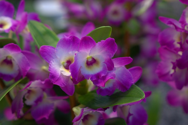 Spring Flower Nature - Free photo on Pixabay - Pixabay