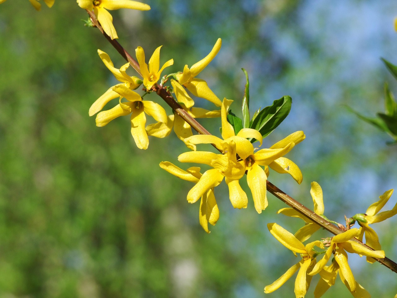 Golden Shower Laburnum Flower - Free photo on Pixabay - Pixabay