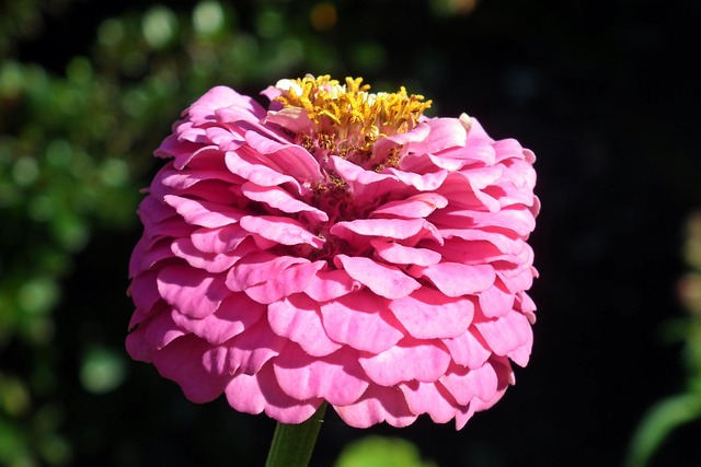 Zinnia Flor Jardín - Foto gratis en Pixabay - Pixabay