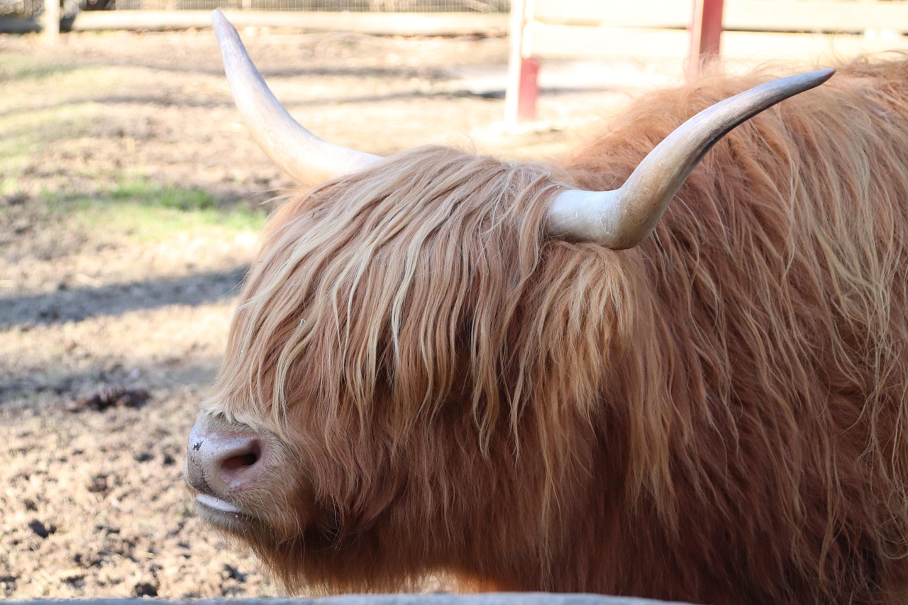 Vaca Das Terras Altas Gado Animal - Foto gratuita no Pixabay - Pixabay