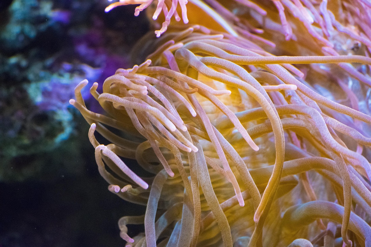 Coral Ocean Fish - Free photo on Pixabay