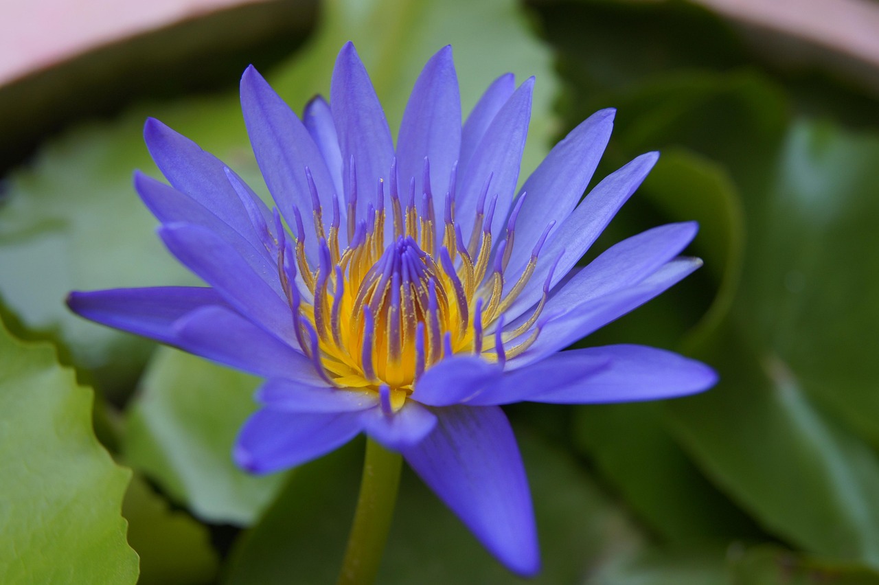 Teratai Bunga Tanaman - Foto gratis di Pixabay - Pixabay