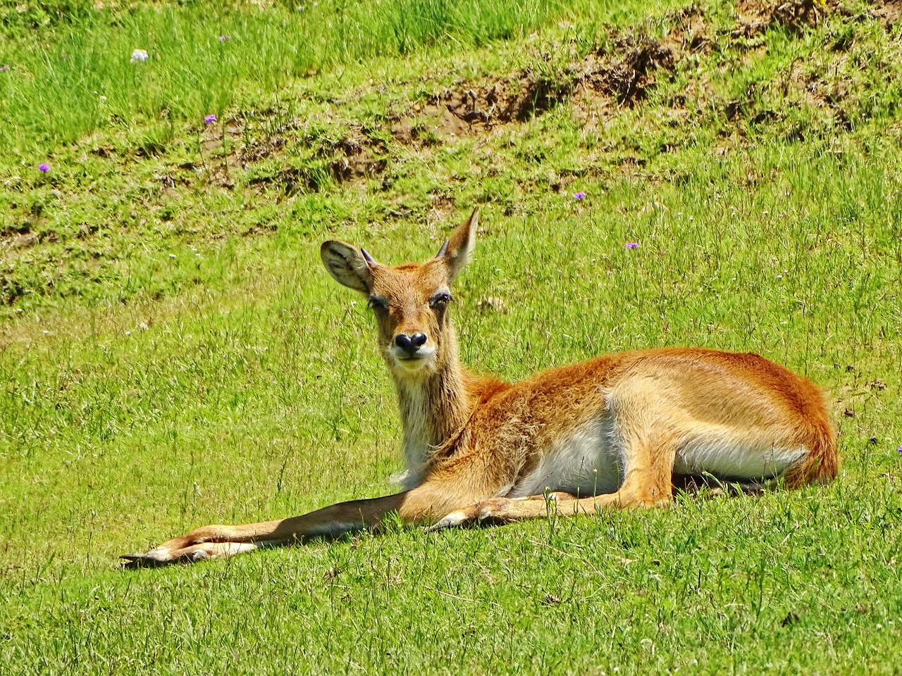 Lechwe Marsh Antelope Moor - Free photo on Pixabay - Pixabay
