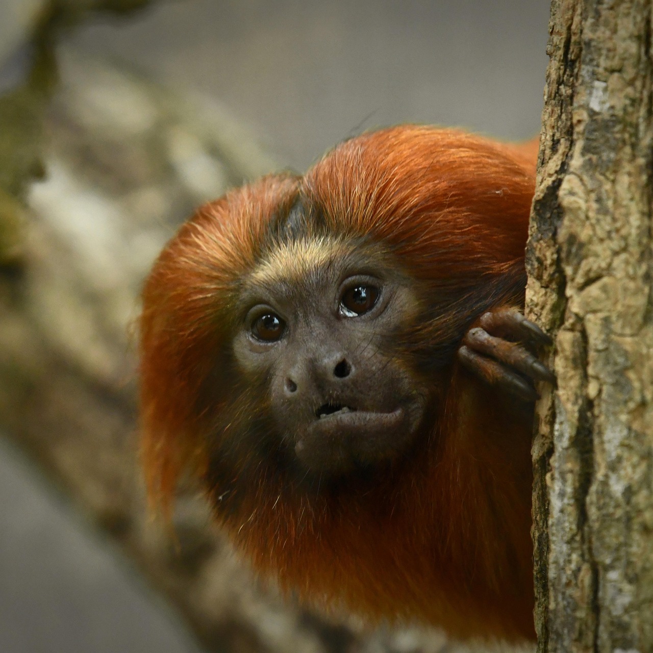 Animal Jardim Zoológico Macaco - Foto gratuita no Pixabay - Pixabay