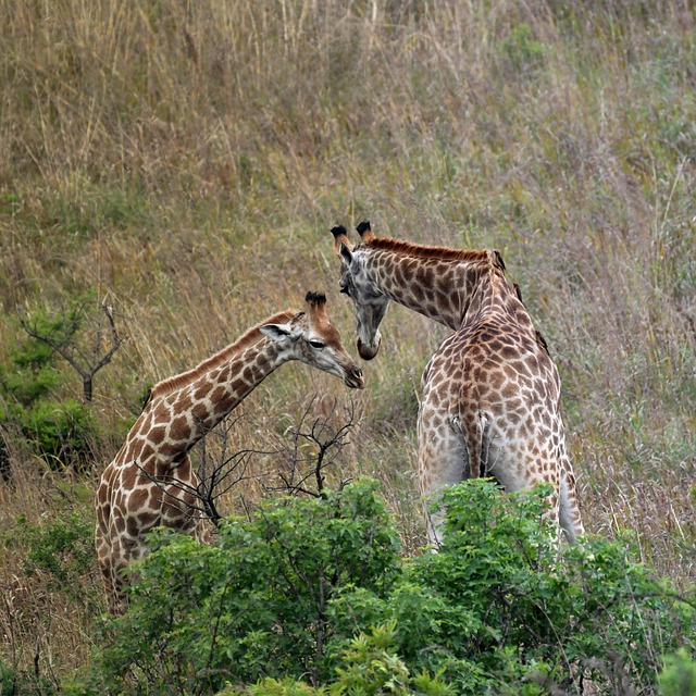 20,000+ Free Documentaire Afrique & Africa Images - Pixabay