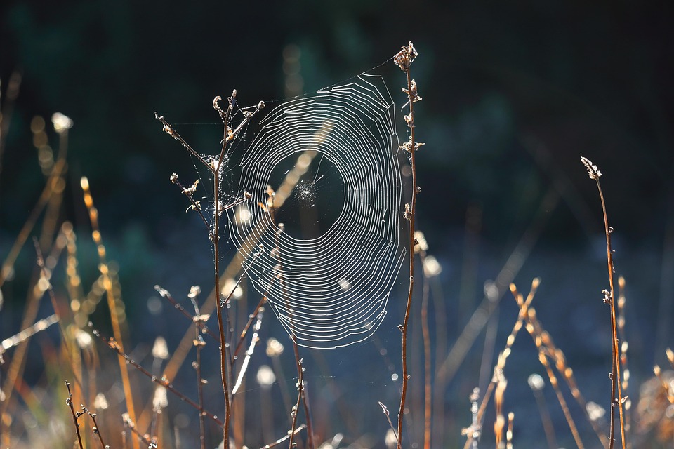 Web Dew Background Spider - Free photo on Pixabay