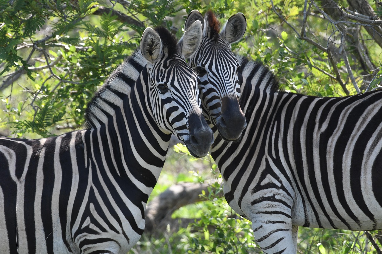 2,000+ Zebra Pictures & Images [HD] - Pixabay