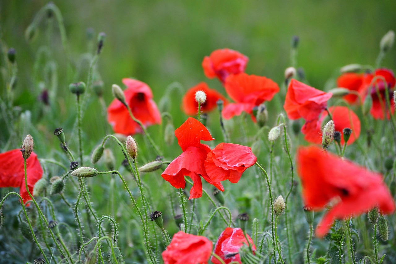 Bunga Poppy Padang Rumput Bidang Foto Gratis Di Pixabay Pixabay