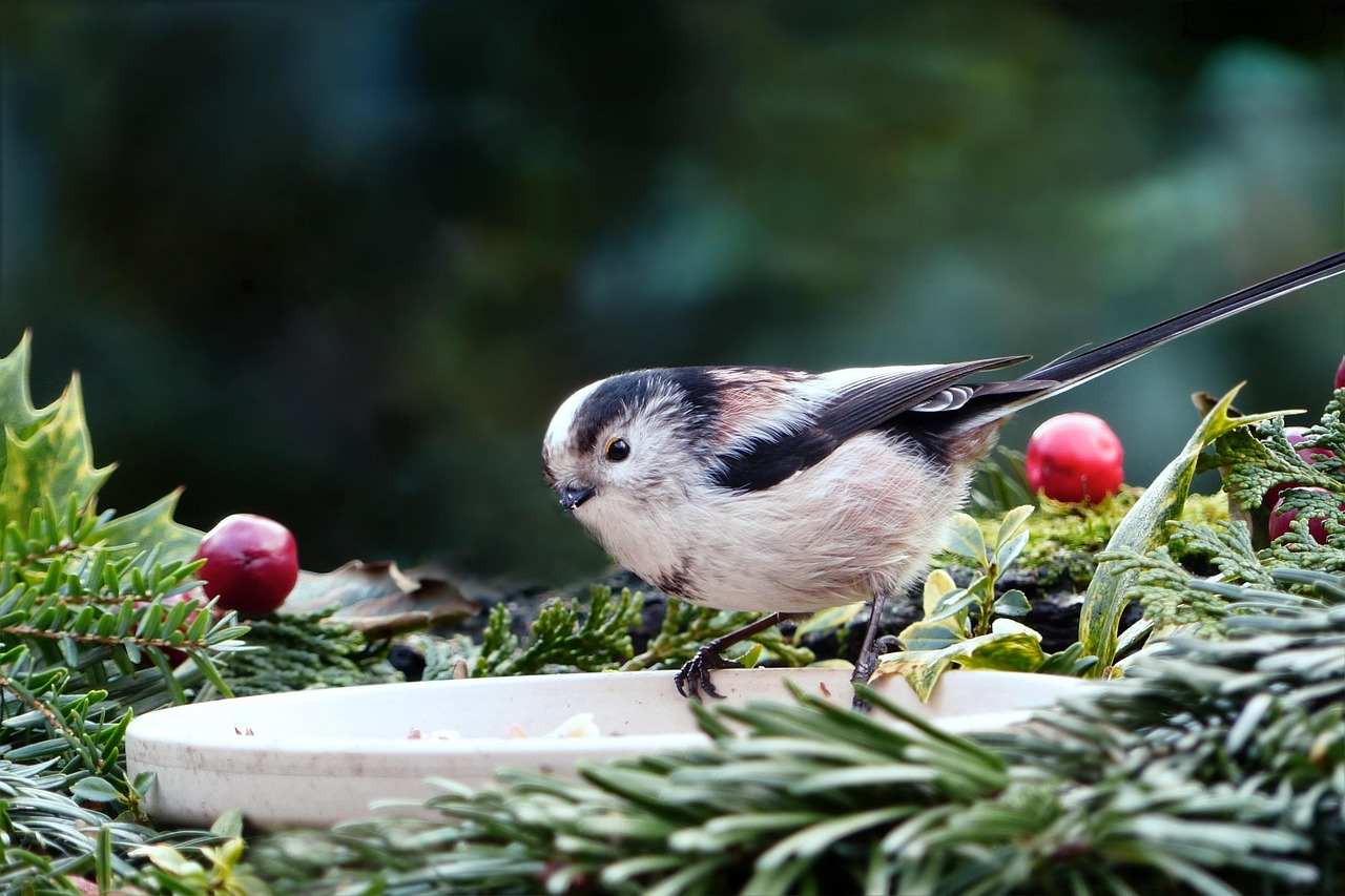 Animal Bird Songbird - Free photo on Pixabay - Pixabay