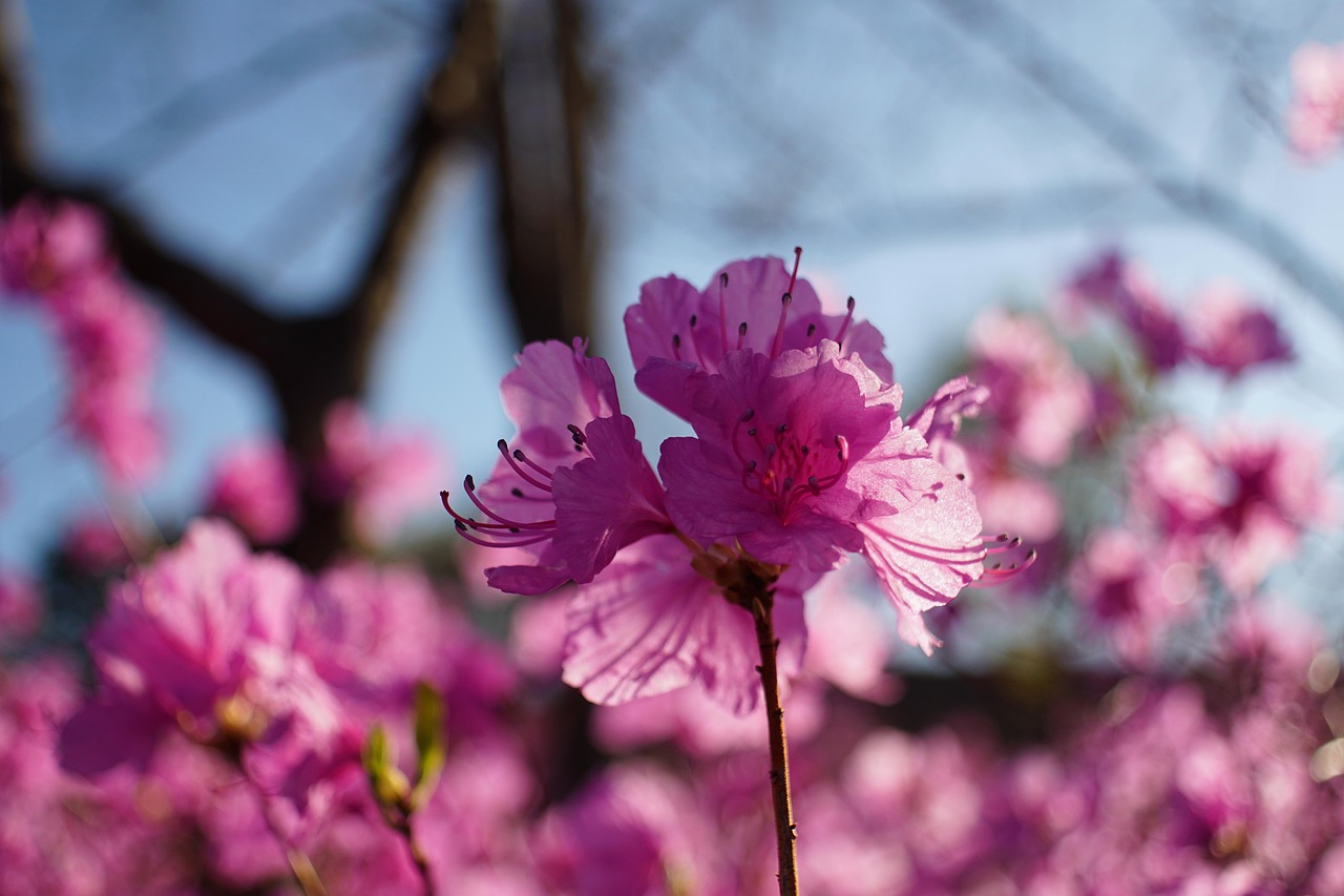 Flores Naturaleza Florecer - Foto gratis en Pixabay - Pixabay
