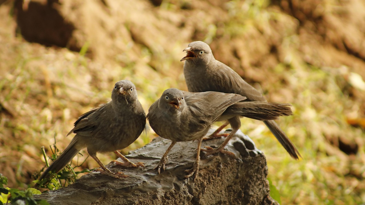 300+ Free Two Birds & Nature Images - Pixabay