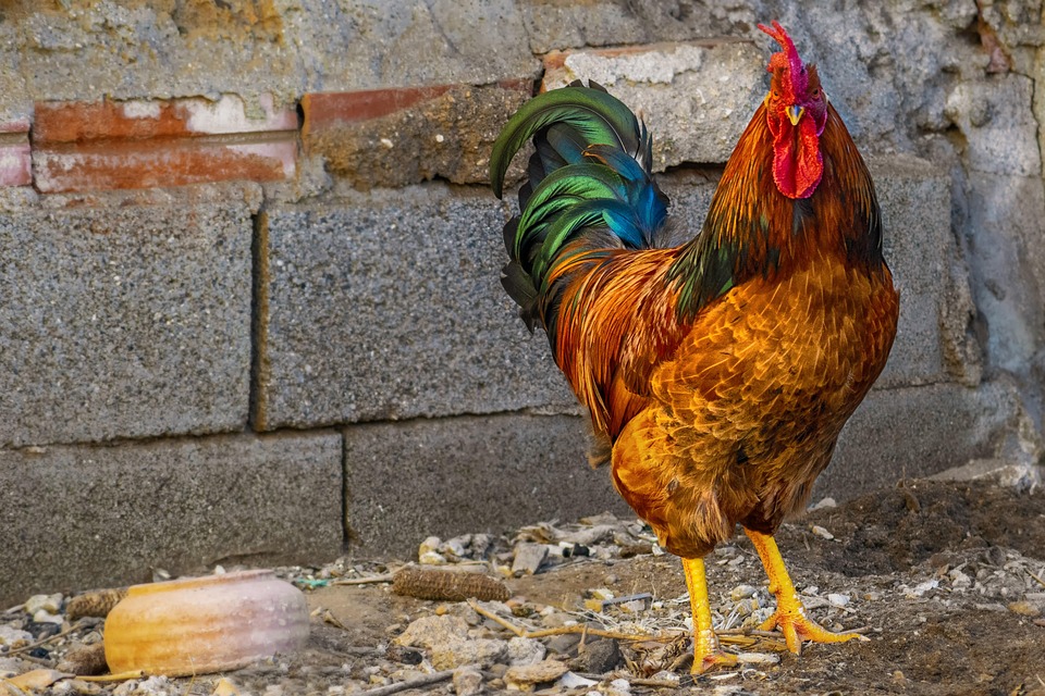 Gallo Plumas Animales - Foto gratis en Pixabay - Pixabay
