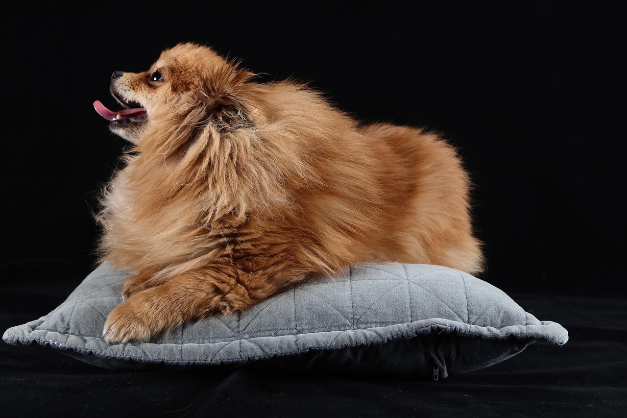 Pomeranian Fox Terrier Mix