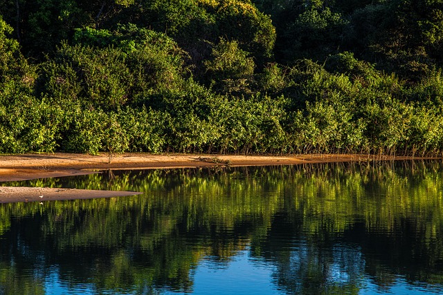 The River'S Fish And Nature Forest - Free photo on Pixabay - Pixabay