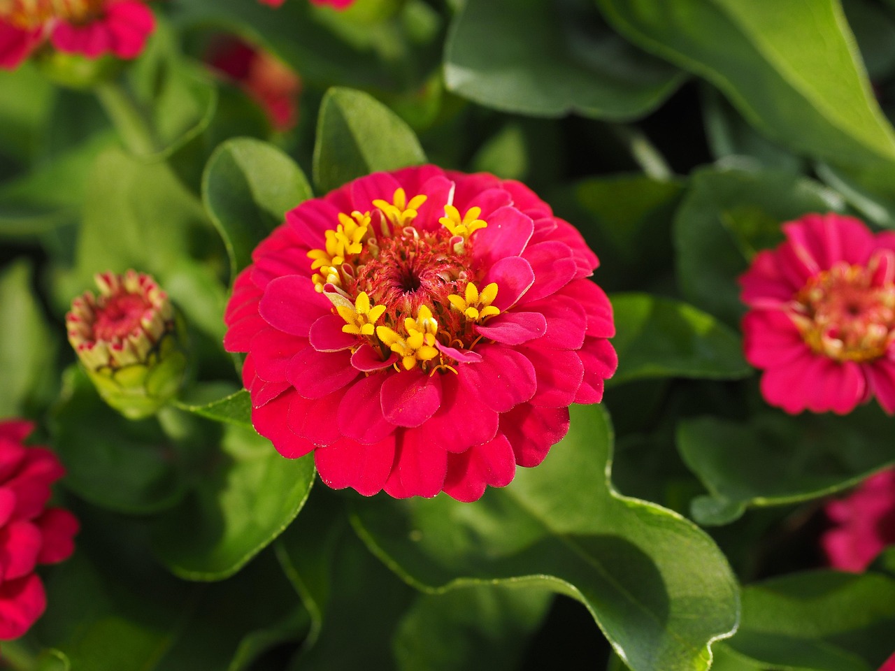 Zinnia Flor - Foto gratis en Pixabay