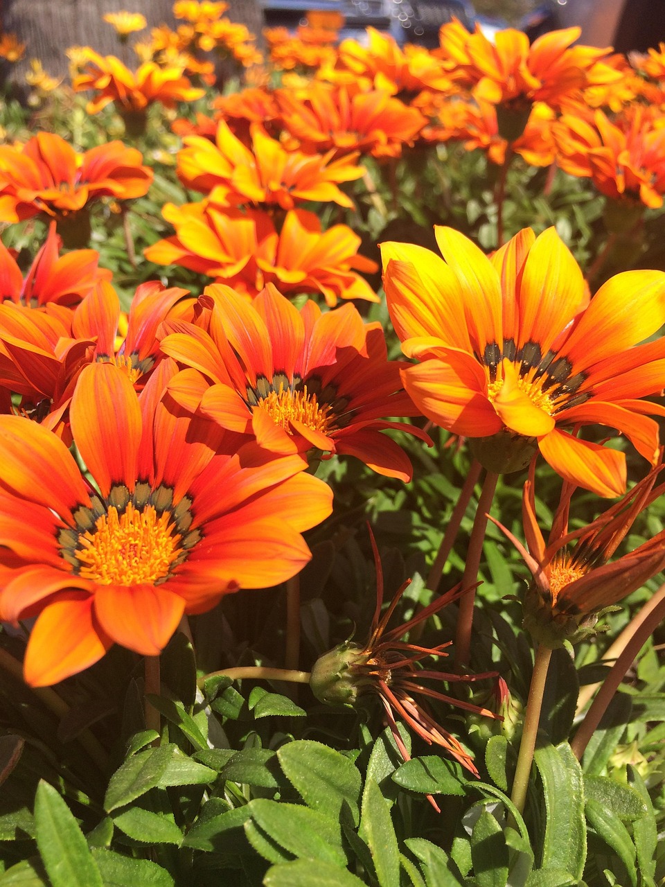 Flores De Laranja Amarelo-Laranja - Foto gratuita no Pixabay - Pixabay