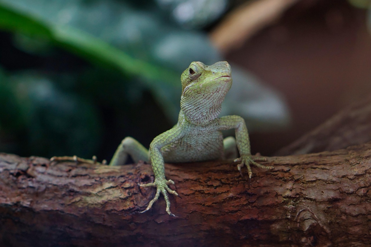 600+ Free Gecko & Lizard Images - Pixabay