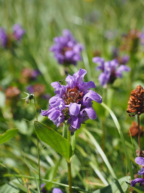 Prunella Grandiflora Flower - Free photo on Pixabay - Pixabay