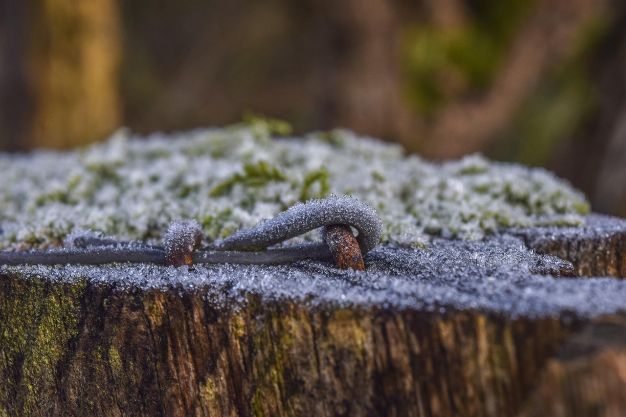 La Nature Givre Hiver - Photo gratuite sur Pixabay