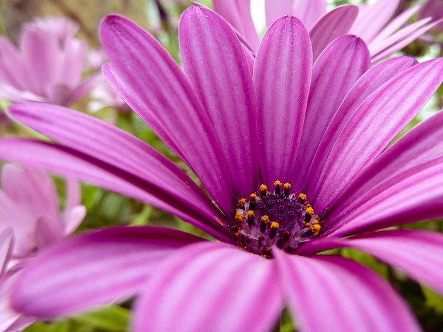 Blomma Pollen Kronblad - Gratis foto på Pixabay - Pixabay