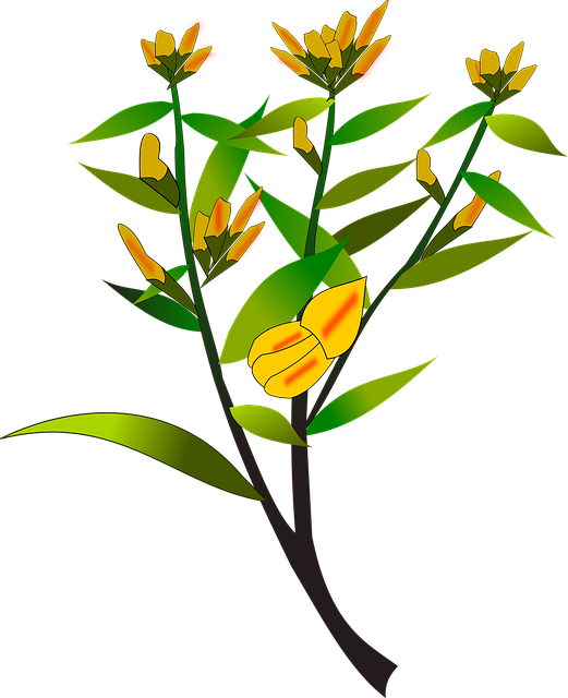 Plant Broom Drawing - Free vector graphic on Pixabay - Pixabay