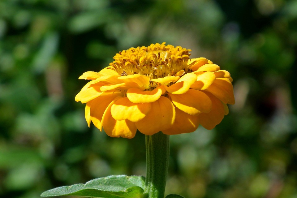 Zinnia Flor Amarillo El - Foto gratis en Pixabay - Pixabay