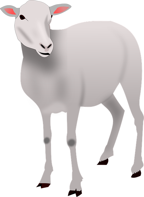 Brebis Animal Ferme Dessin - Images vectorielles gratuites sur Pixabay