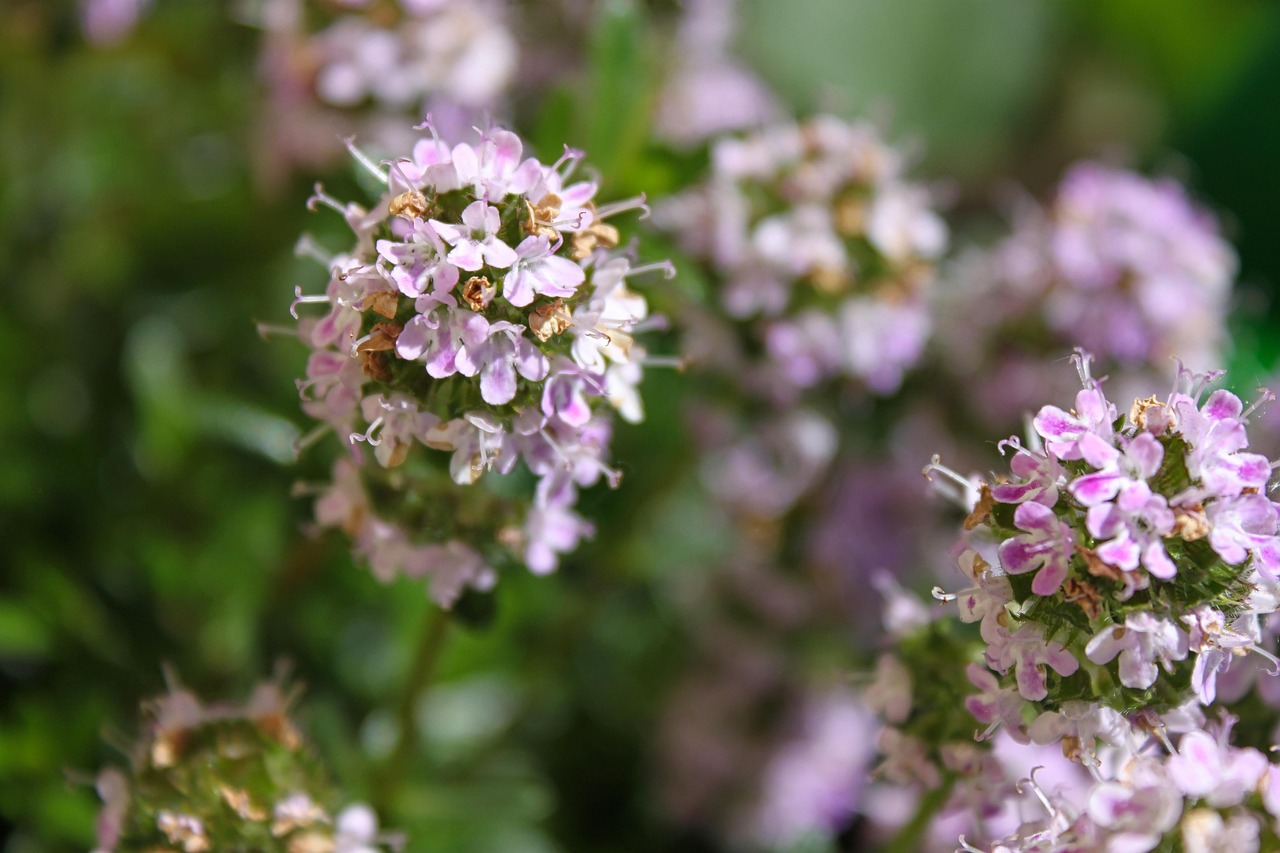 Flor Roxa Plantar - Foto gratuita no Pixabay - Pixabay