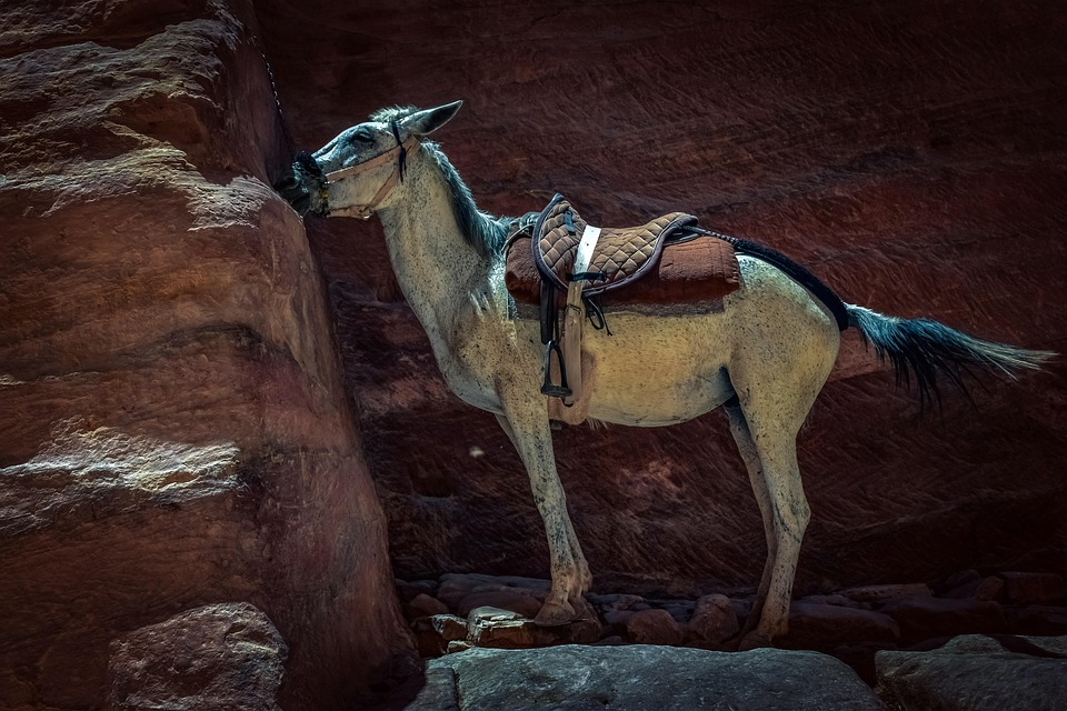 Horse Animal Tied - Free photo on Pixabay - Pixabay