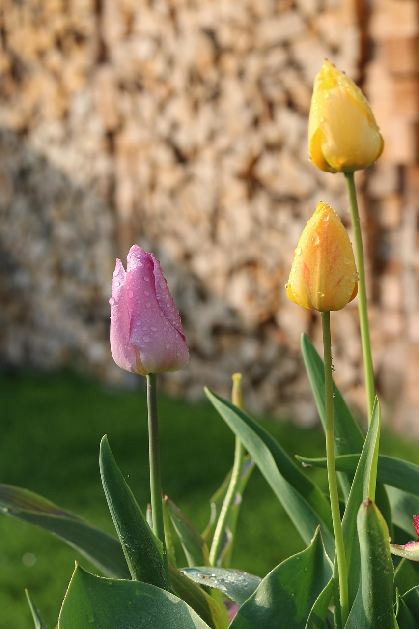 Tulipas Primavera Jardim - Foto gratuita no Pixabay - Pixabay