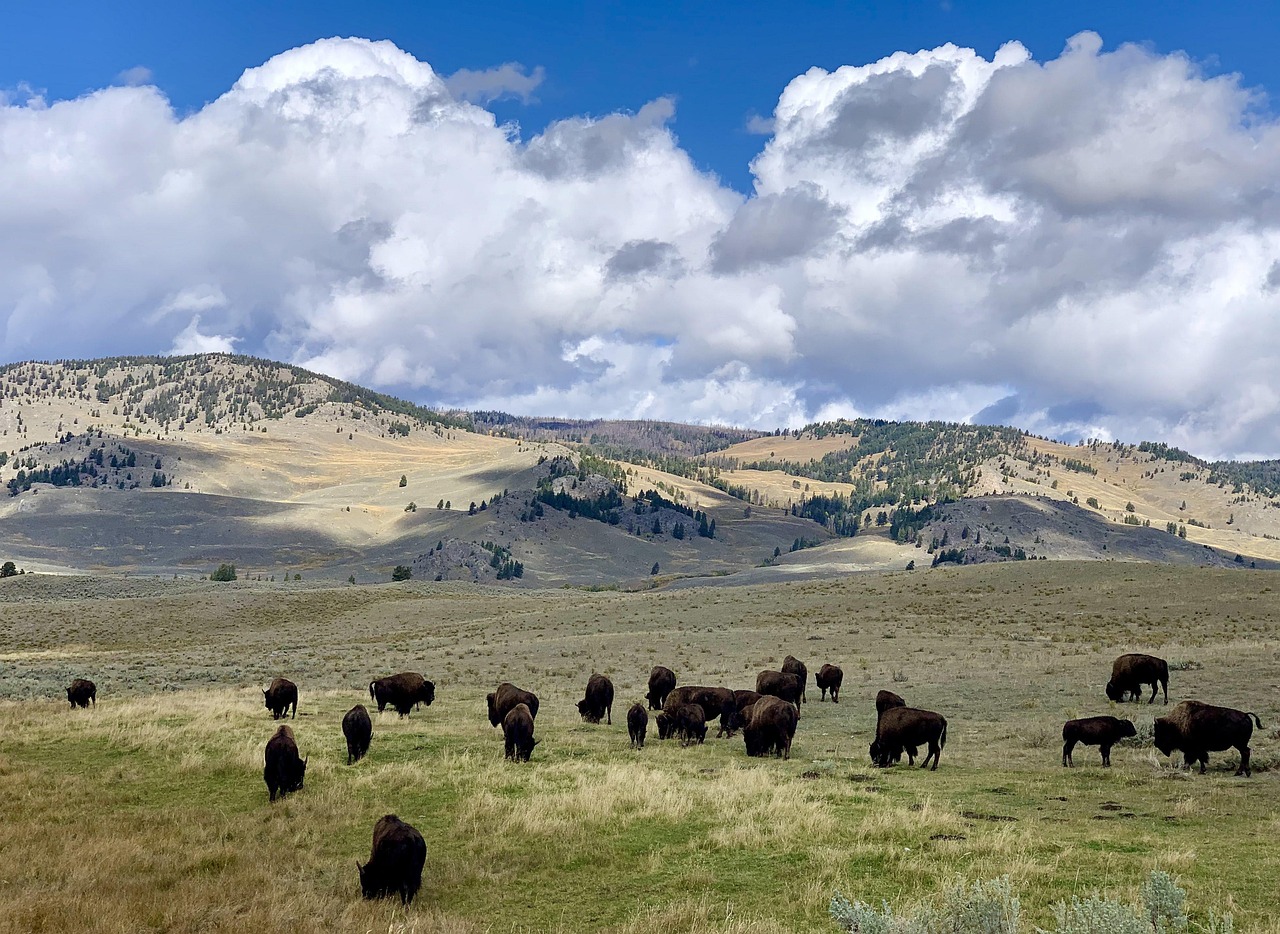 Yellowstone Scenery Landscape - Free photo on Pixabay