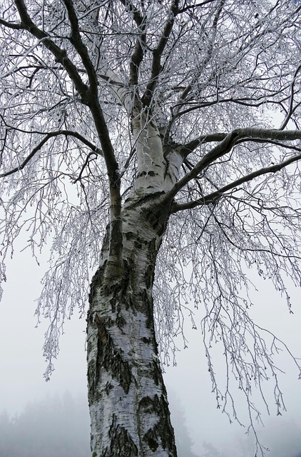 Birch Tree Frost - Free photo on Pixabay - Pixabay