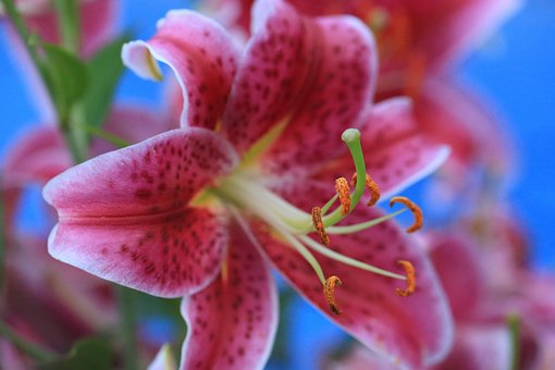 30+ Free Stargazer Lily & Stargazer Images