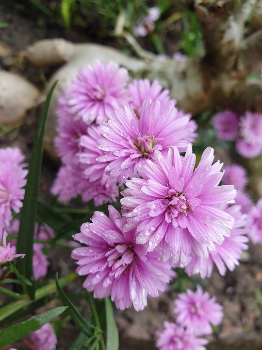 Heath Bell Fleur Belle - Photo gratuite sur Pixabay - Pixabay